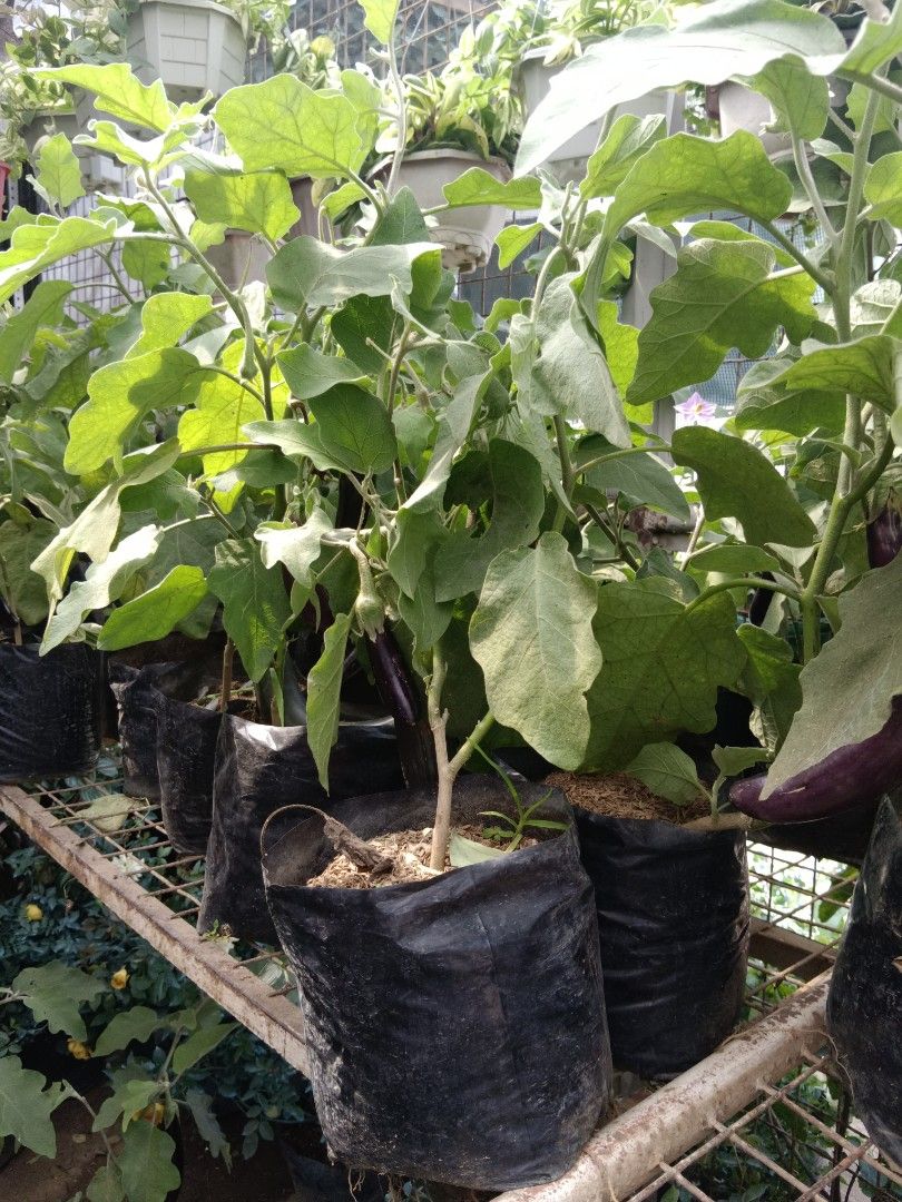 Talong plant namumunga na, Furniture & Home Living, Gardening, Plants ...