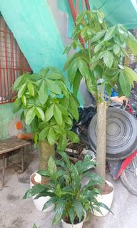 Tagbak stem plant medicinal plant stem for arthritis for sale from ...