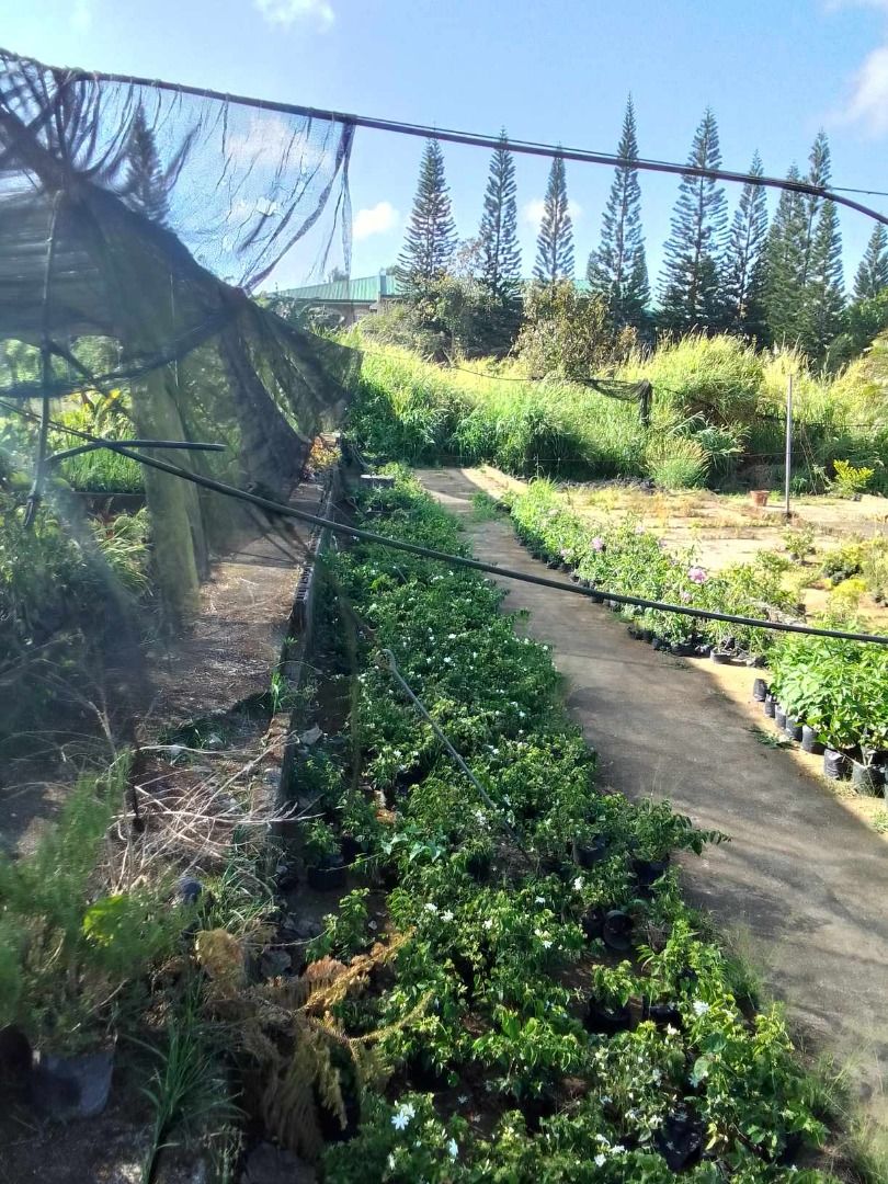 Amadeo Cavite Flower farm for sale 1.8 hectares P3,800/sqm Clean Title ...