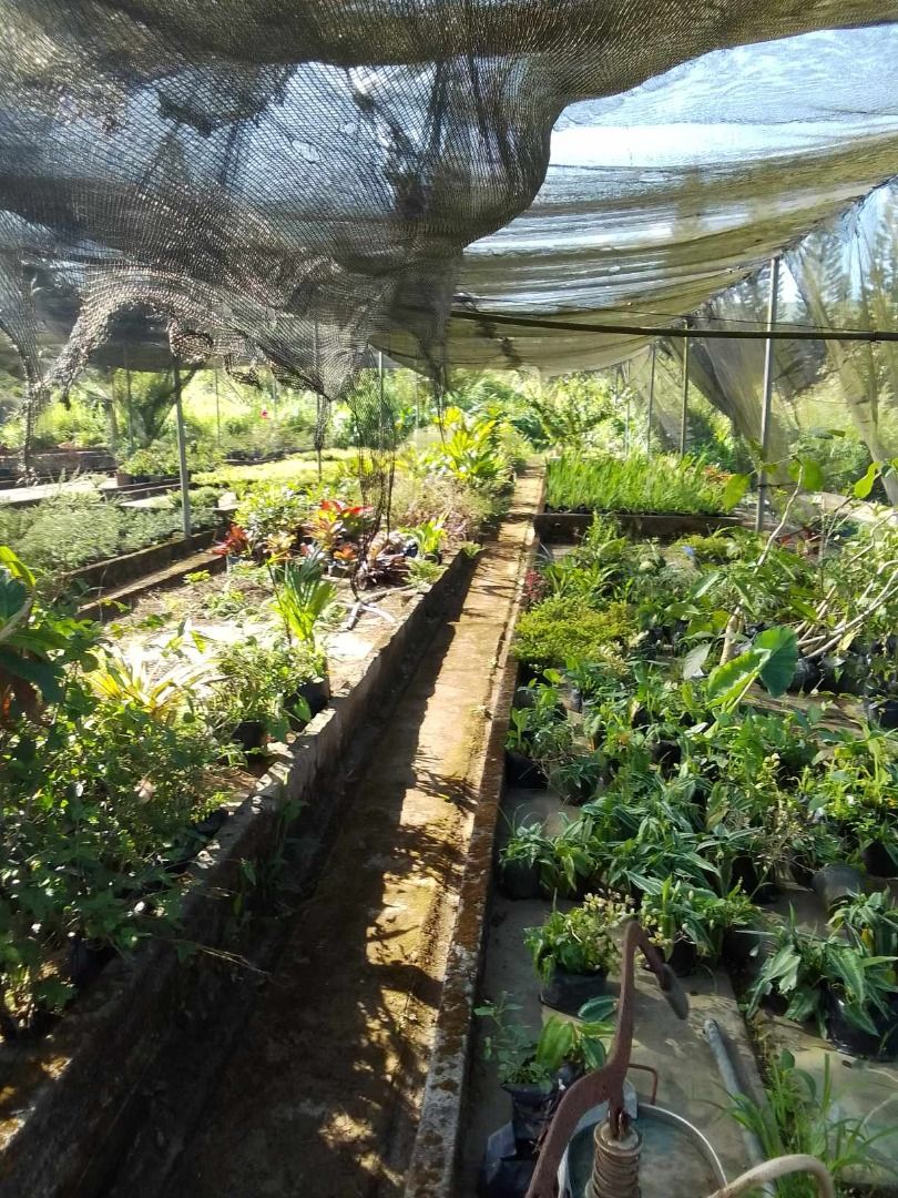 Amadeo Cavite Flower farm for sale 1.8 hectares P3,800/sqm Clean Title ...