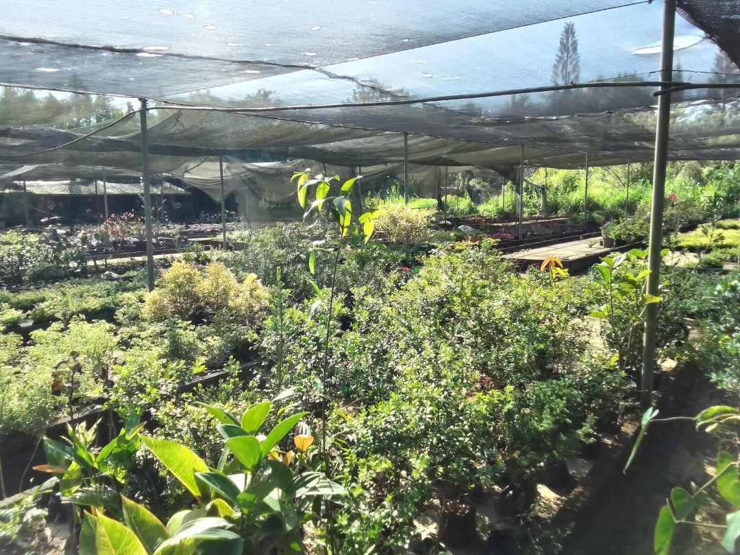 Amadeo Cavite Flower farm for sale 1.8 hectares P3,800/sqm Clean Title ...