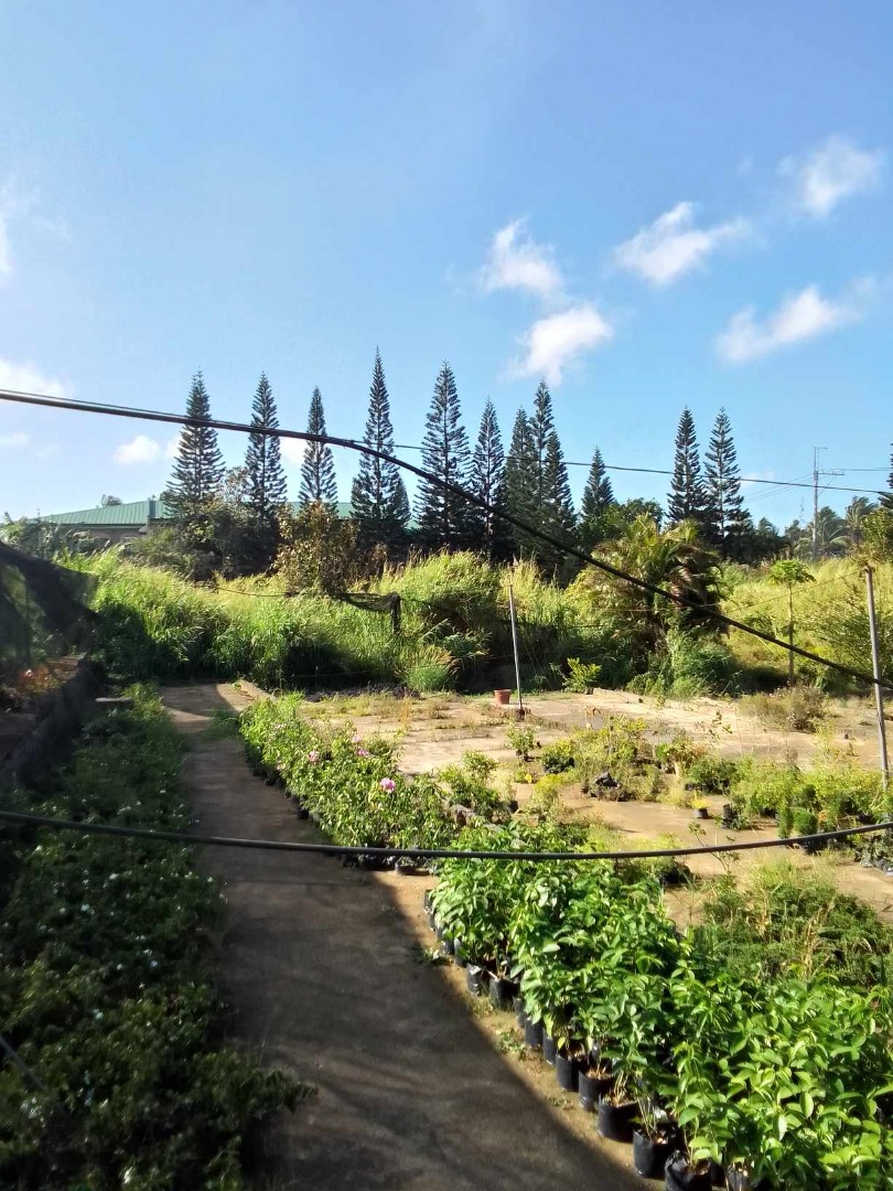 Amadeo Cavite Flower farm for sale 1.8 hectares P3,800/sqm Clean Title ...