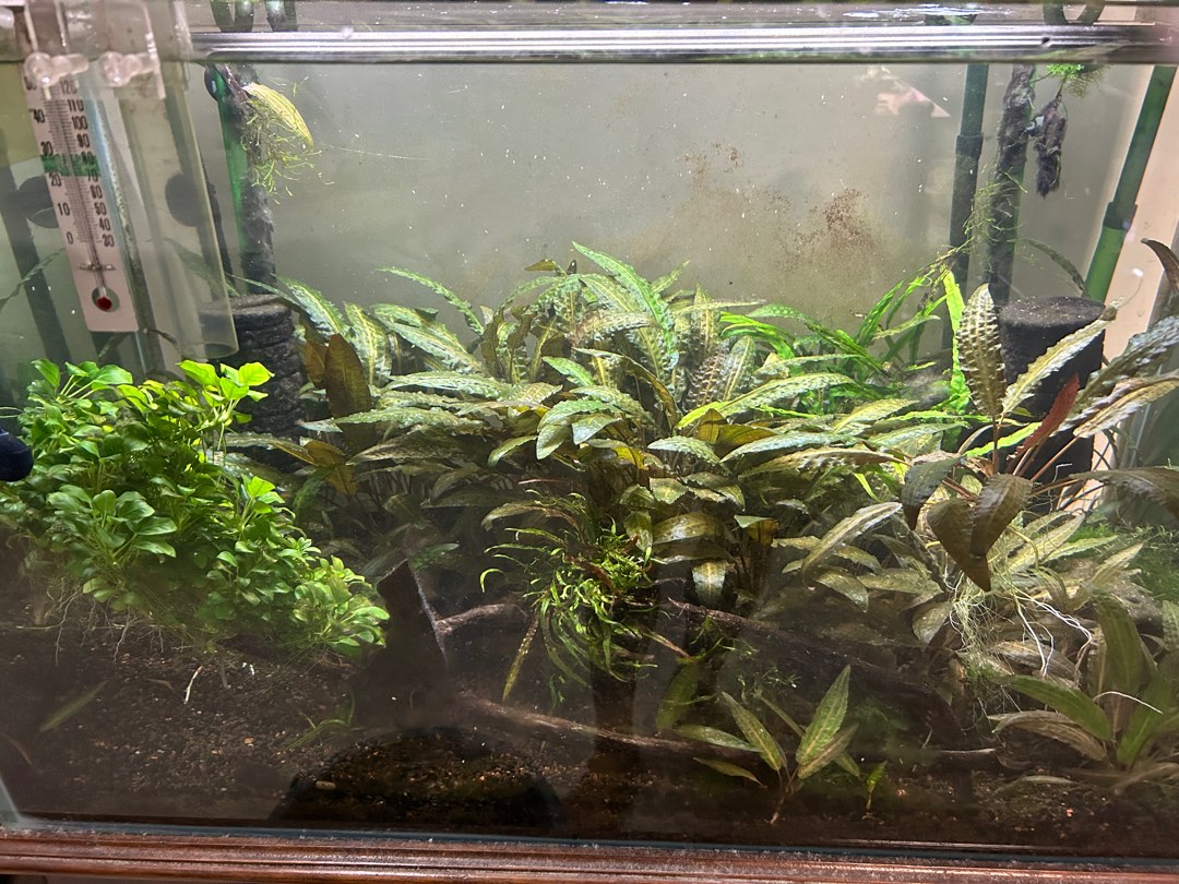 Anubias nana petite, crypt affinis, and narrow leaf fern, Pet Supplies ...