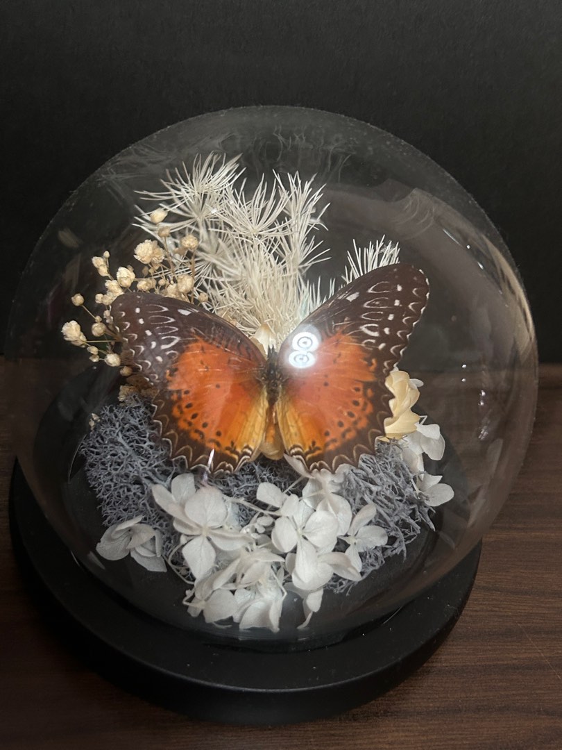 Butterfly specimen, Hobbies & Toys, Stationery & Craft, Other ...