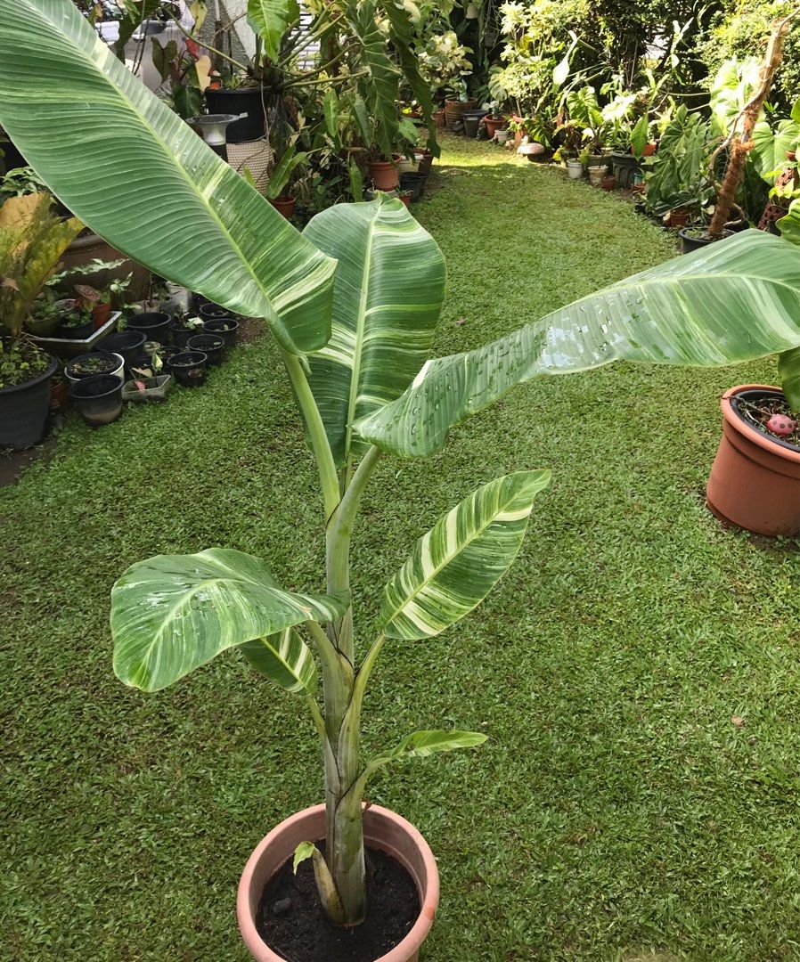 Musa variegated Thai species, Furniture & Home Living, Gardening ...