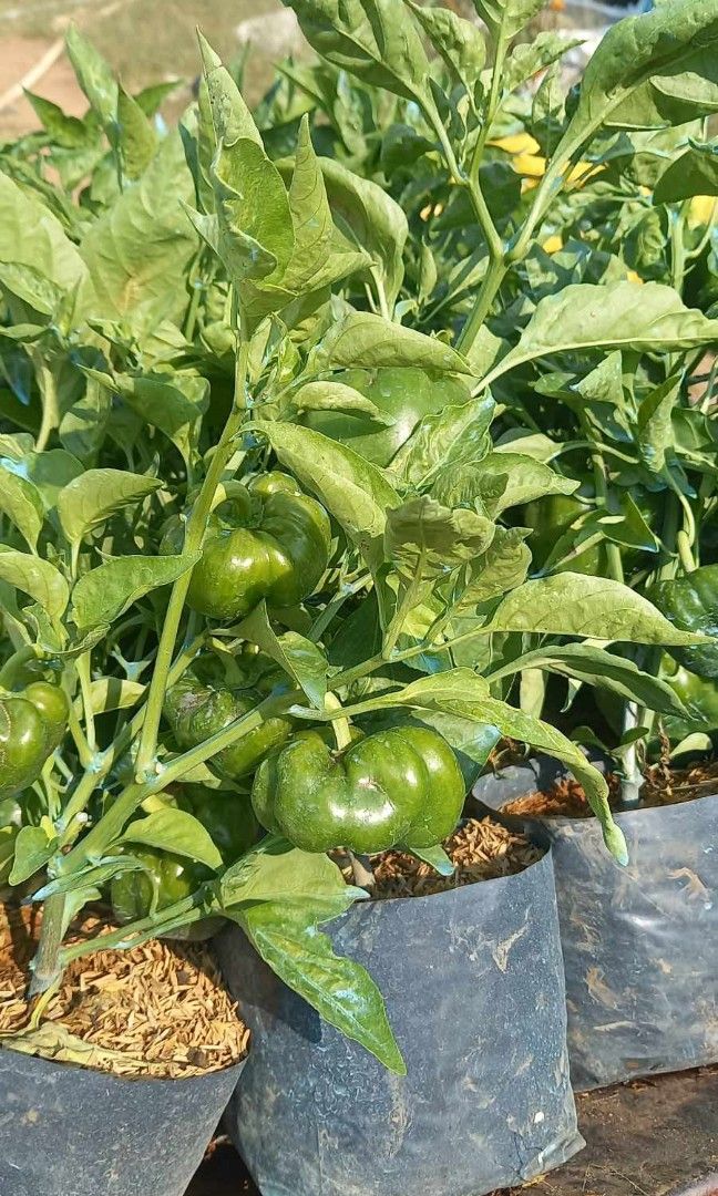 Bellpepper plant with fruits, Furniture & Home Living, Gardening ...