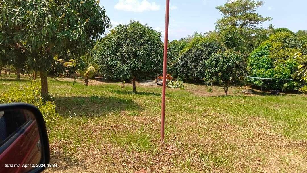 Indang Cavite Dragon Fruit Farm with River near East-West Road 3.6 Hectares P2,500/sqm Clean ...