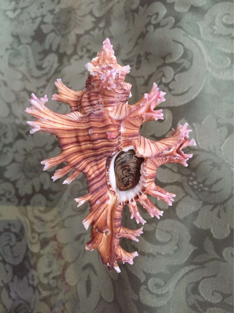 Seashell - Chicoreus palmarosae seashell, Hobbies & Toys, Memorabilia ...