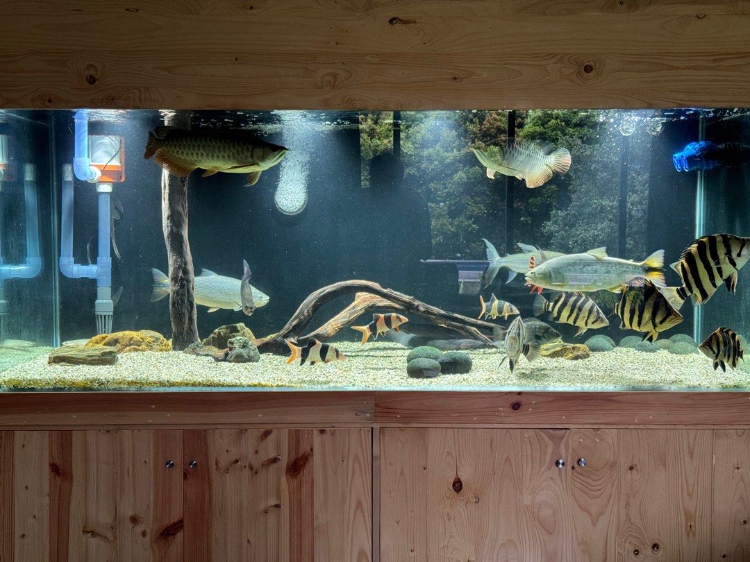 Arwana Dorado Datnoid Datz Goliath Payara Red Feifeng RFF Botia Fire ...