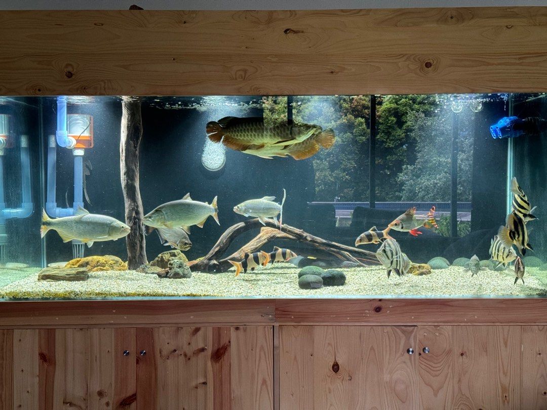 Arwana Dorado Datnoid Datz Goliath Payara Red Feifeng RFF Botia Fire ...