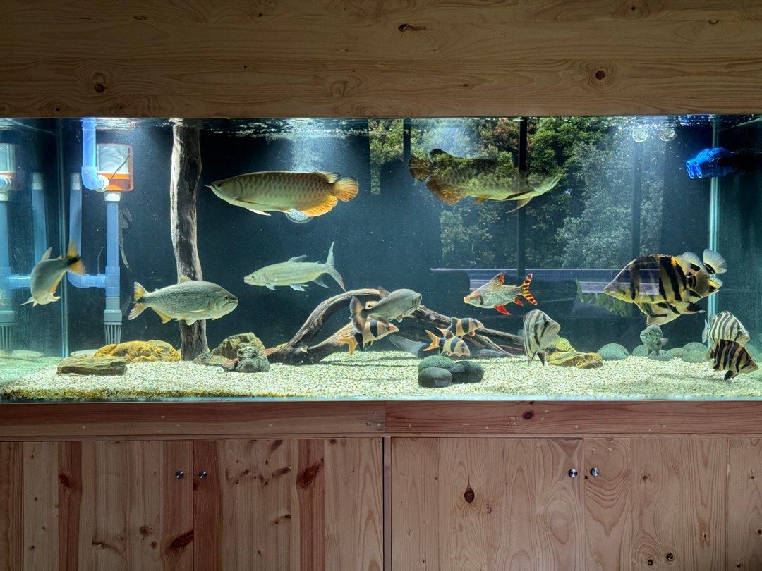 Arwana Dorado Datnoid Datz Goliath Payara Red Feifeng RFF Botia Fire ...