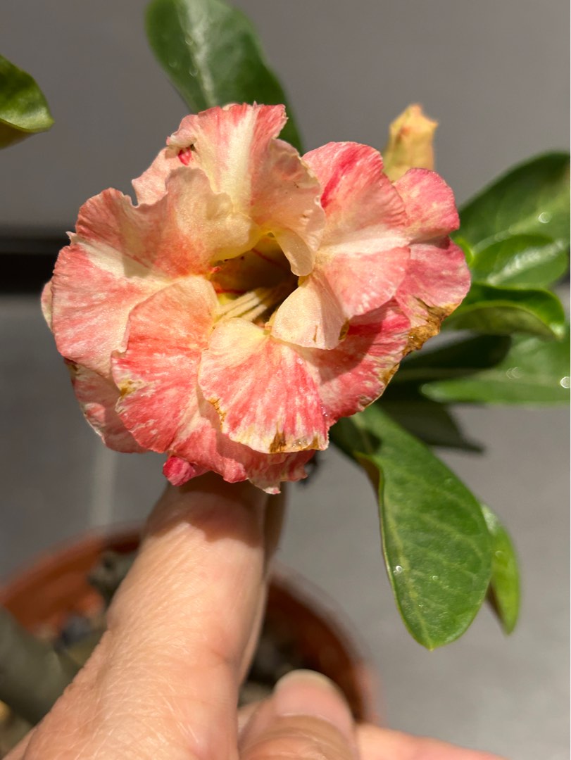 Adenium 2 layer changing color, Furniture & Home Living, Gardening ...
