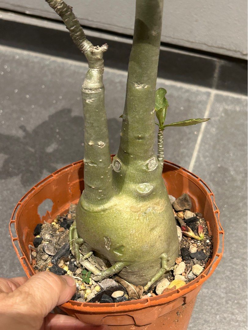 Adenium 2 layer changing color, Furniture & Home Living, Gardening ...