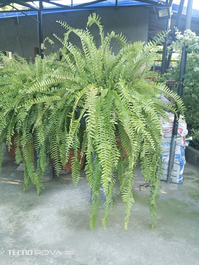 Giant size Peruvian fern, Furniture & Home Living, Gardening, Plants ...