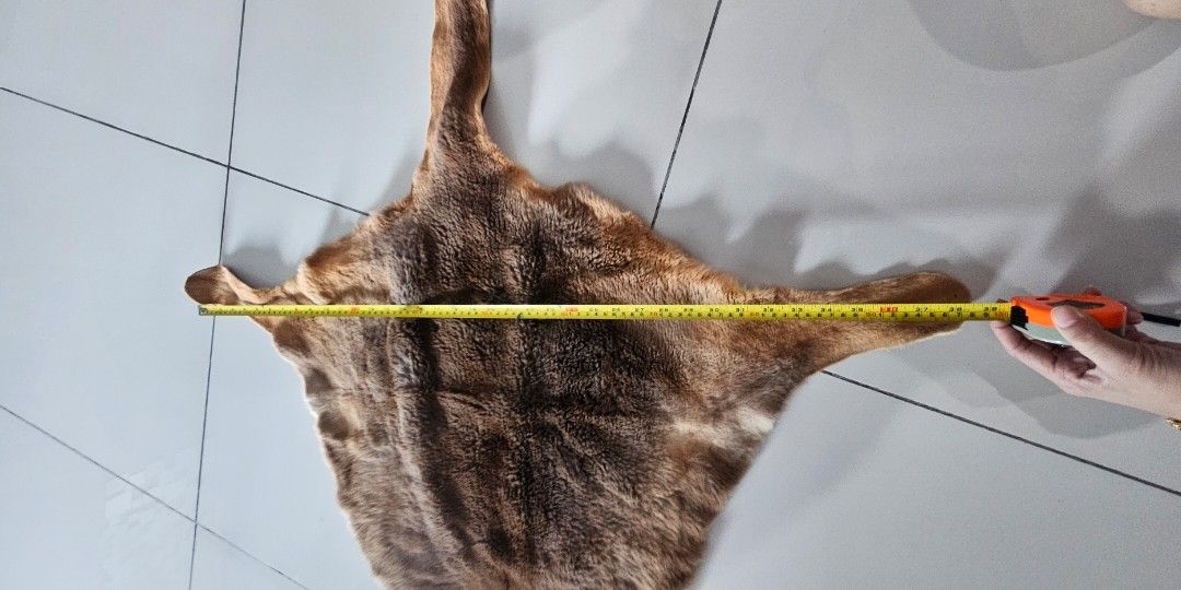 Kangaroo skin, Hobbies & Toys, Collectibles & Memorabilia, Vintage ...