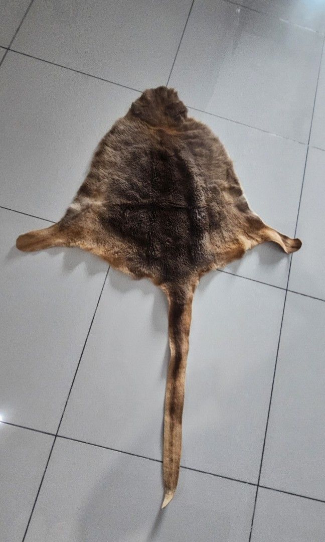 Kangaroo skin, Hobbies & Toys, Collectibles & Memorabilia, Vintage ...