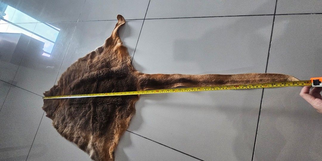 Kangaroo skin, Hobbies & Toys, Collectibles & Memorabilia, Vintage ...