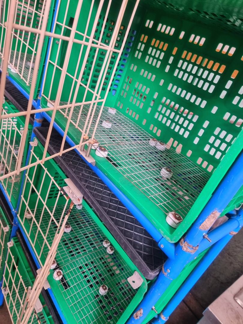PIGEON BREEDER CAGE/ WIDOW HOOD, 4 layers & 2 rows, 8 Cages/ set. With ...