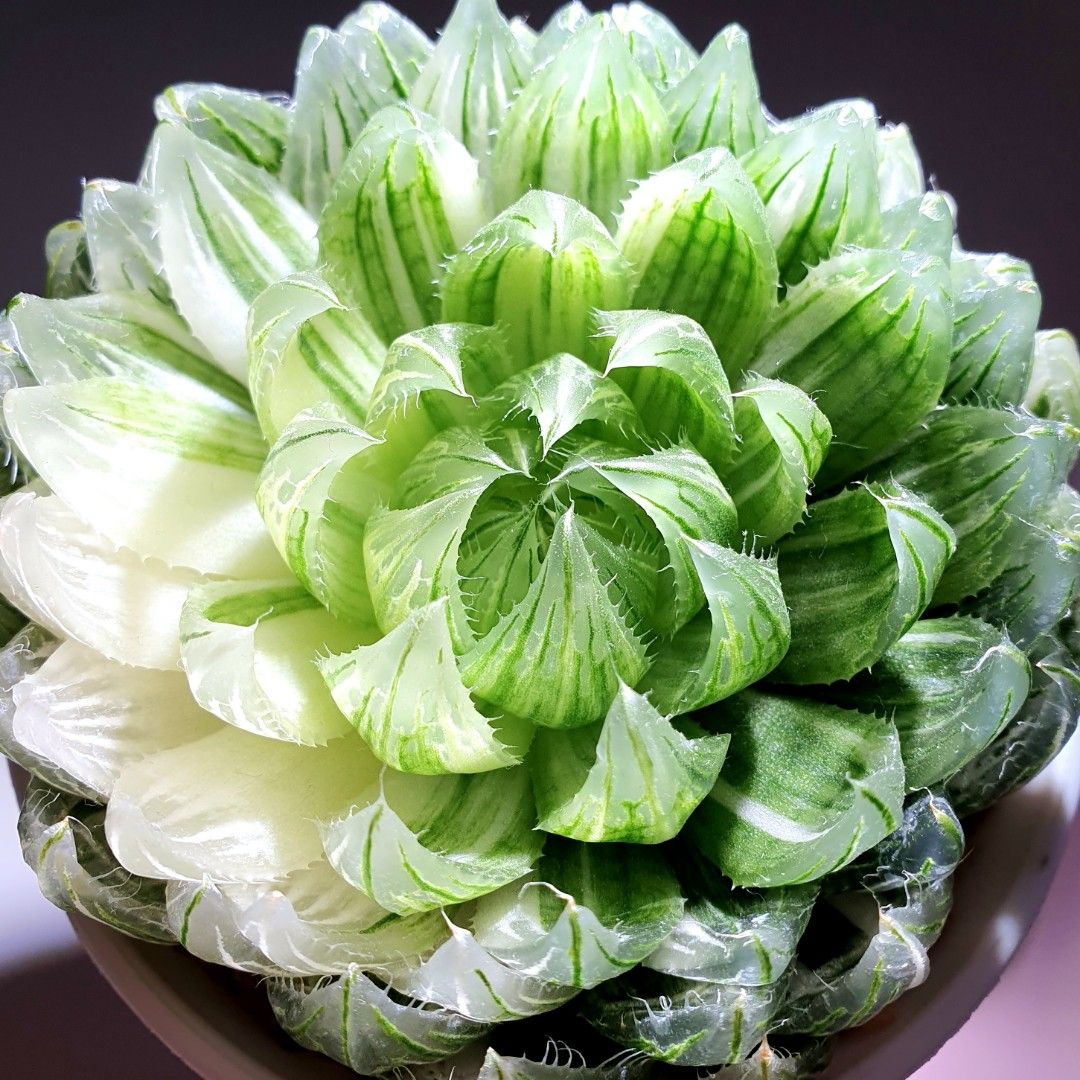 Firmly rooted in 9.3cm pot, Haworthia Cooperi var. Picturata Variegated ...