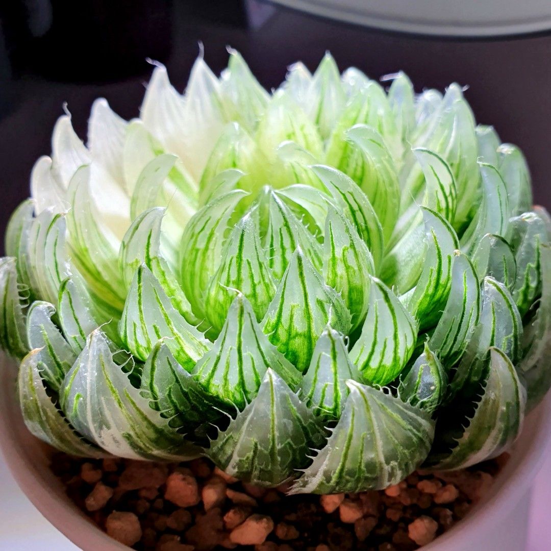 Firmly rooted in 9.3cm pot, Haworthia Cooperi var. Picturata Variegated ...