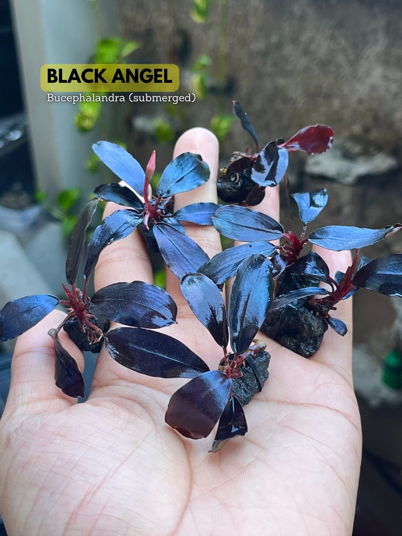 Rare, bucephalandra, anubias, lowtech, aquatic plant, aqua plant ...