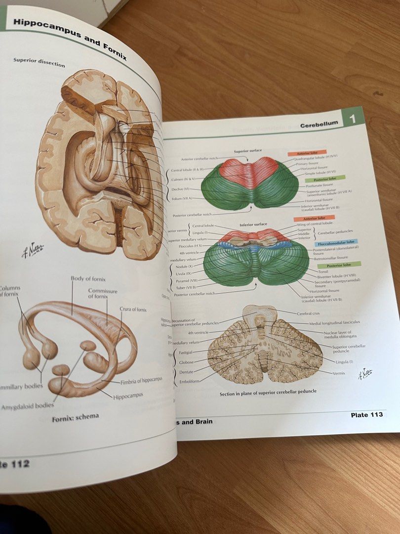 Netter Atlas of Human Anatomy medical textbook, Hobbies & Toys, Books ...