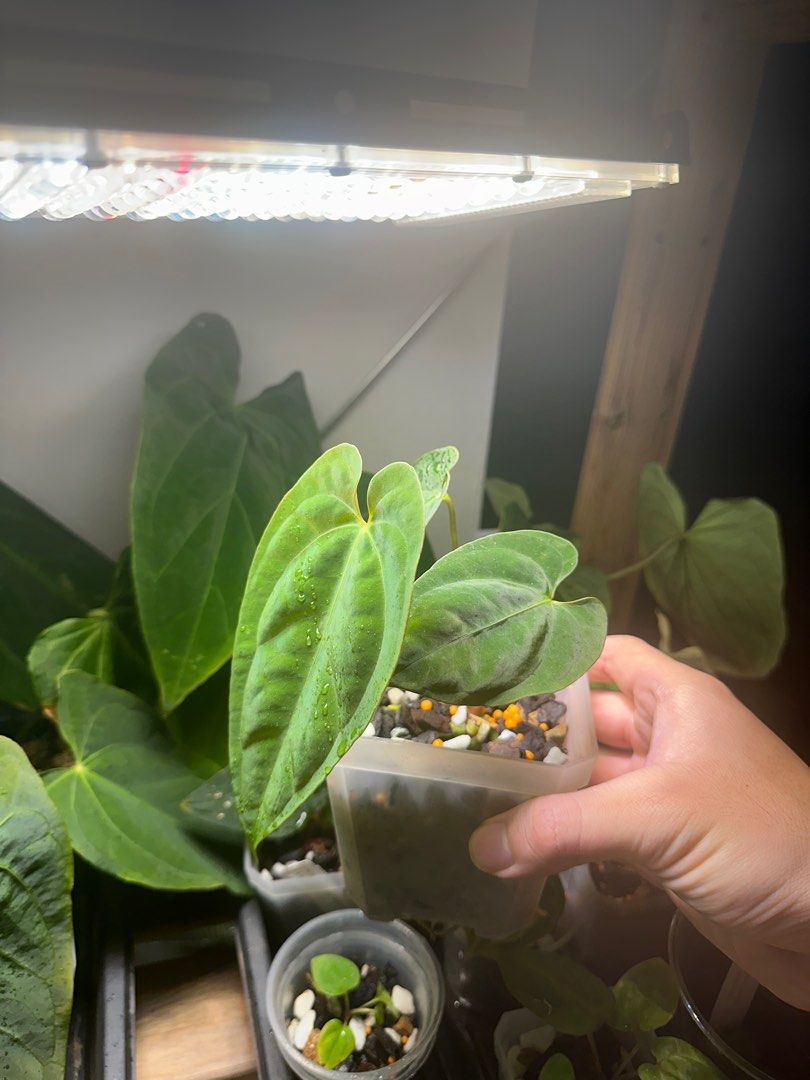 Anthurium Papillilaminum Ra #5 x L/LB, Furniture & Home Living, Gardening, Plants & Seeds on ...