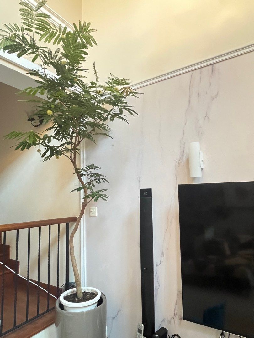 Everfresh Tree from Japan, Furniture & Home Living, Gardening, Plants ...