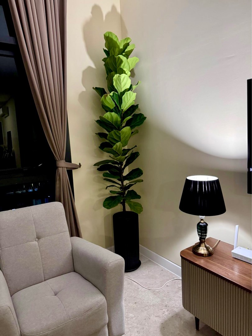 Ficus Lyrata 6-8feet single stem ceramic pot, Furniture & Home Living ...