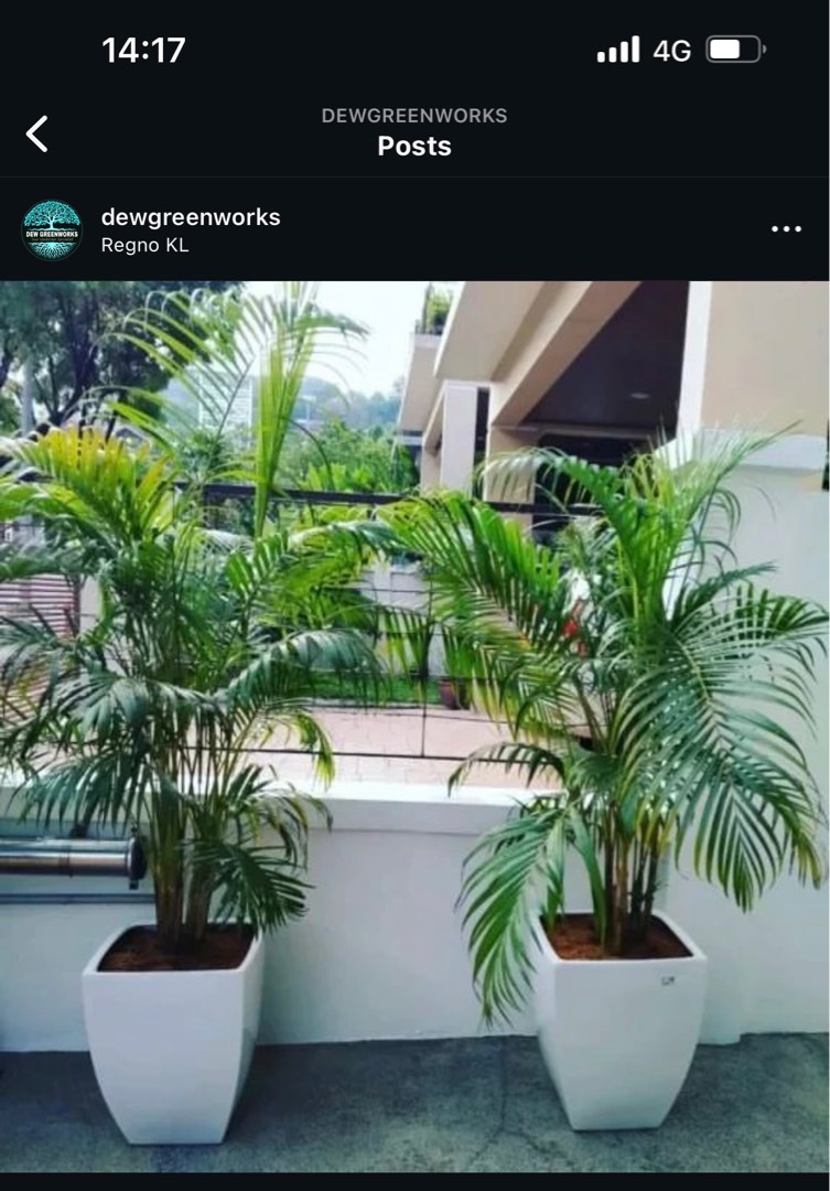 Java palm, Furniture & Home Living, Gardening, Plants & Seeds on Carousell