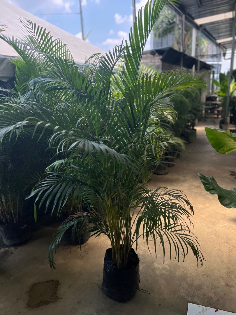 Java palm, Furniture & Home Living, Gardening, Plants & Seeds on Carousell