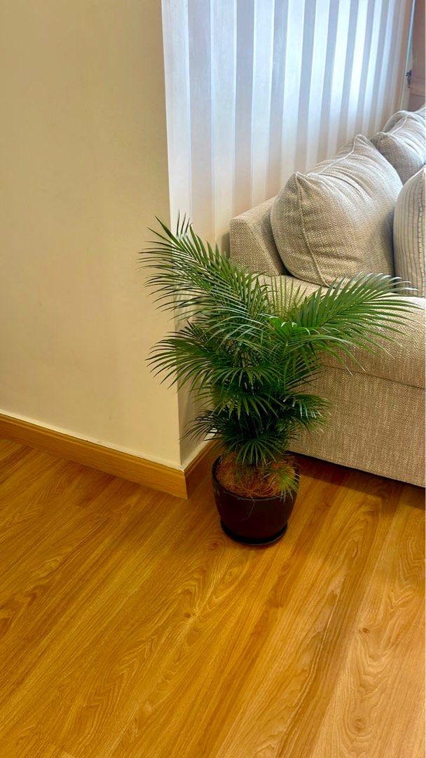 Java palm, Furniture & Home Living, Gardening, Plants & Seeds on Carousell