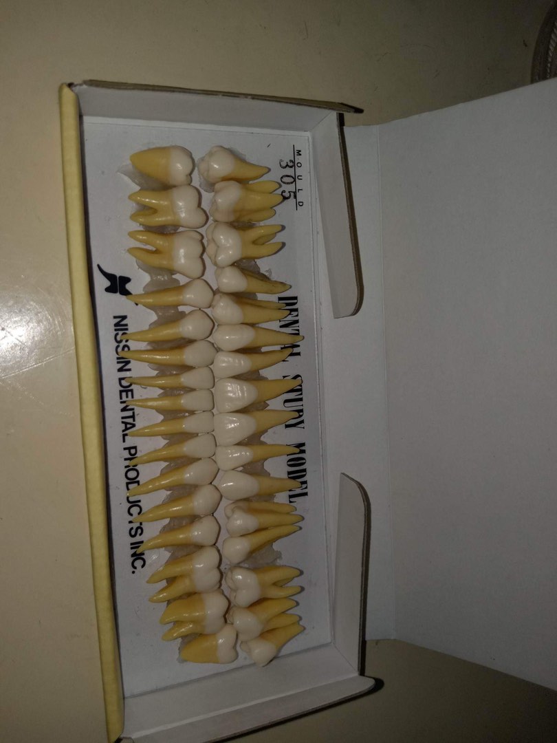 Nissin tooth model, Health & Nutrition, Medical Supplies & Tools on ...