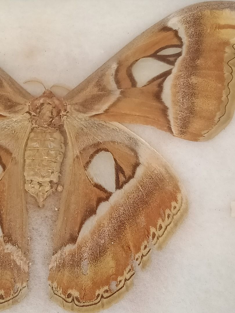 Preserved Brown Giant Moth in Vintage Frame Wall Decor, Hobbies & Toys ...