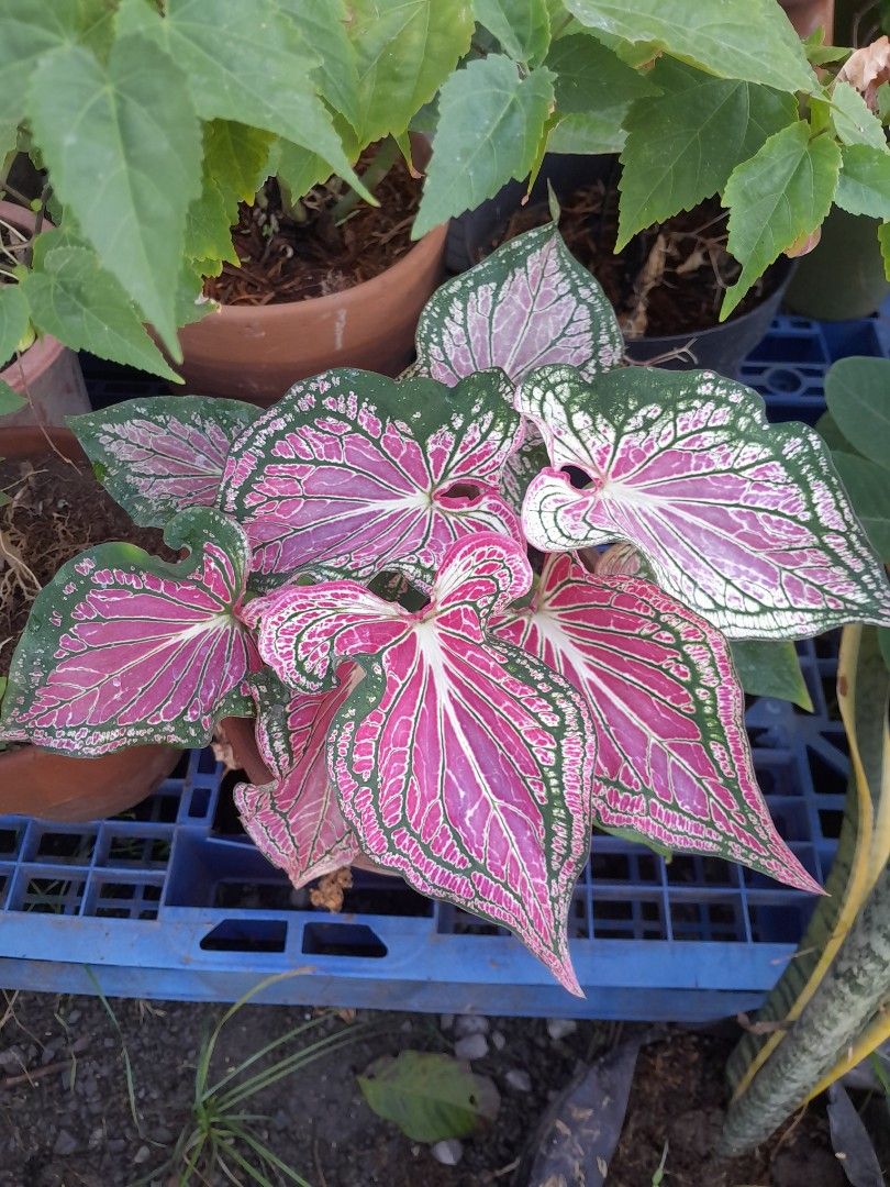 Thai Beauty Caladium, Furniture & Home Living, Gardening, Plants ...