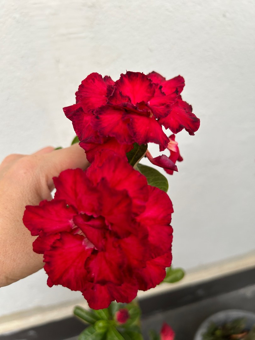 Adenium red 2 layer, Furniture & Home Living, Gardening, Plants & Seeds ...