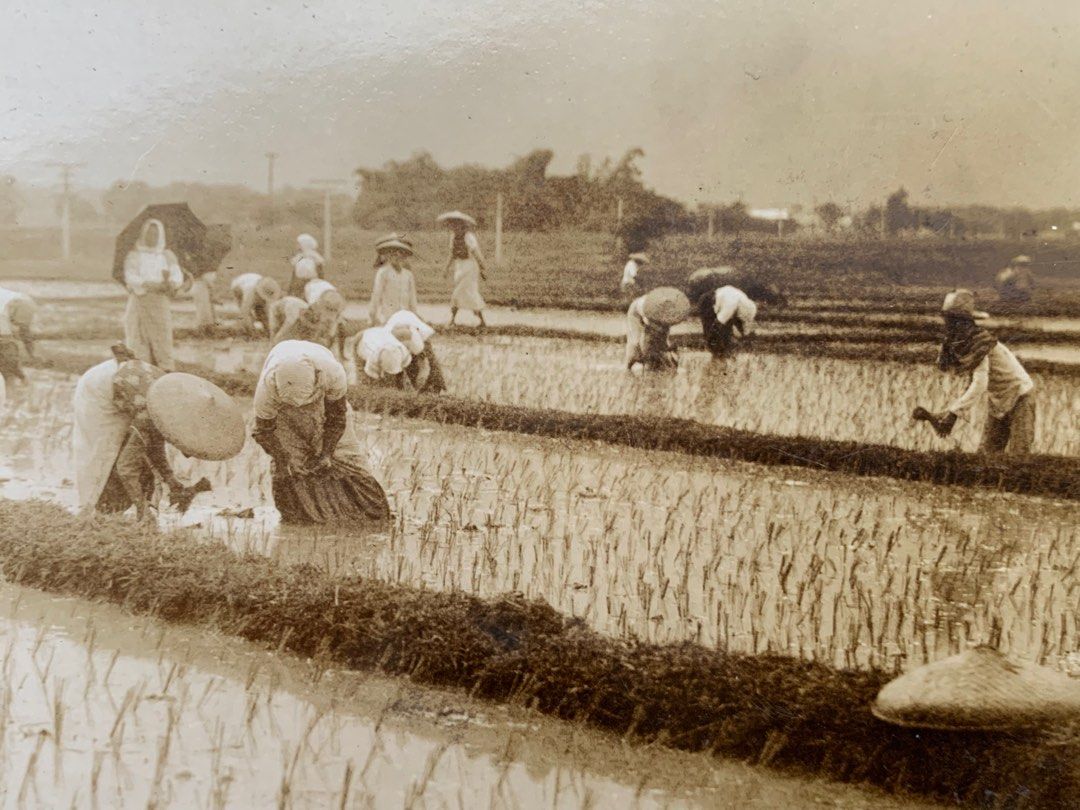 Malaya RICE FIELD 1930 Postcard, Hobbies & Toys, Collectibles ...