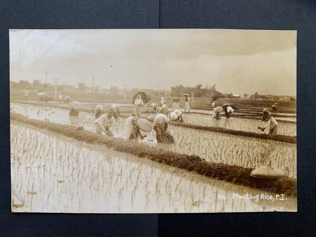 Malaya RICE FIELD 1930 Postcard, Hobbies & Toys, Collectibles ...