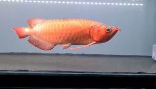 Arwana super red Dijual | Carousell Indonesia