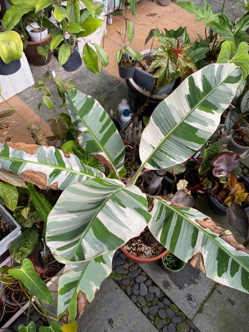 Musa Florida Variegated Banana Tree, Furniture & Home Living, Gardening ...