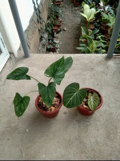 Avocado - Cardinal Variety - Grafted, Furniture & Home Living ...