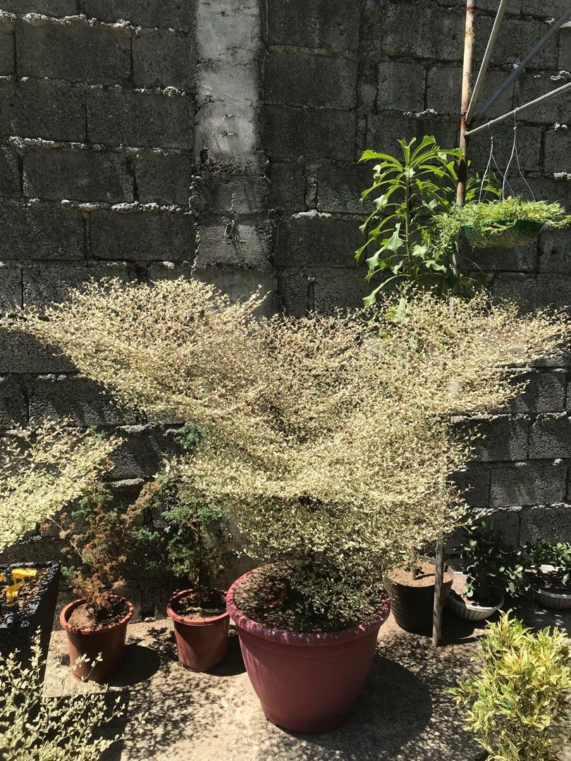 Variegated african talisay super lush big size, Furniture & Home Living ...