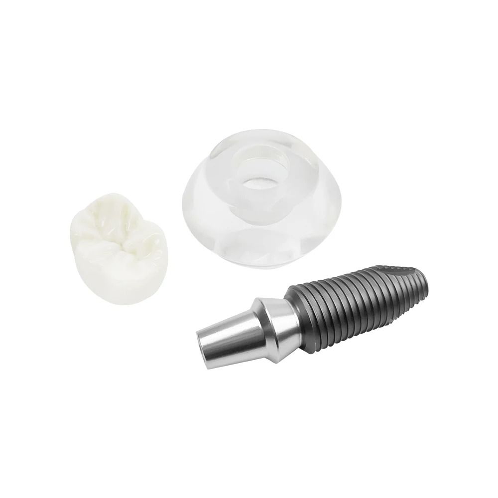 Clear Implant Denture Model Crystal Dental Implant Teeth Model Crown ...