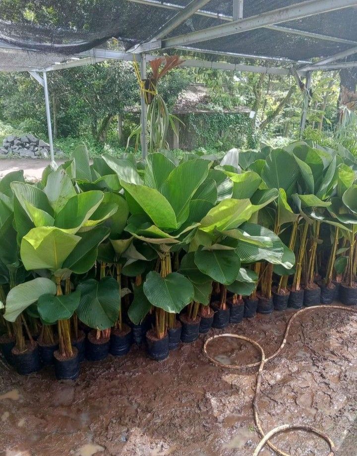 Pohon pisang Pisangan chalatea, Perkebunan di Carousell