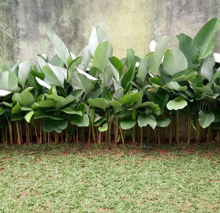 Pohon pisang Pisangan chalatea, Perkebunan di Carousell