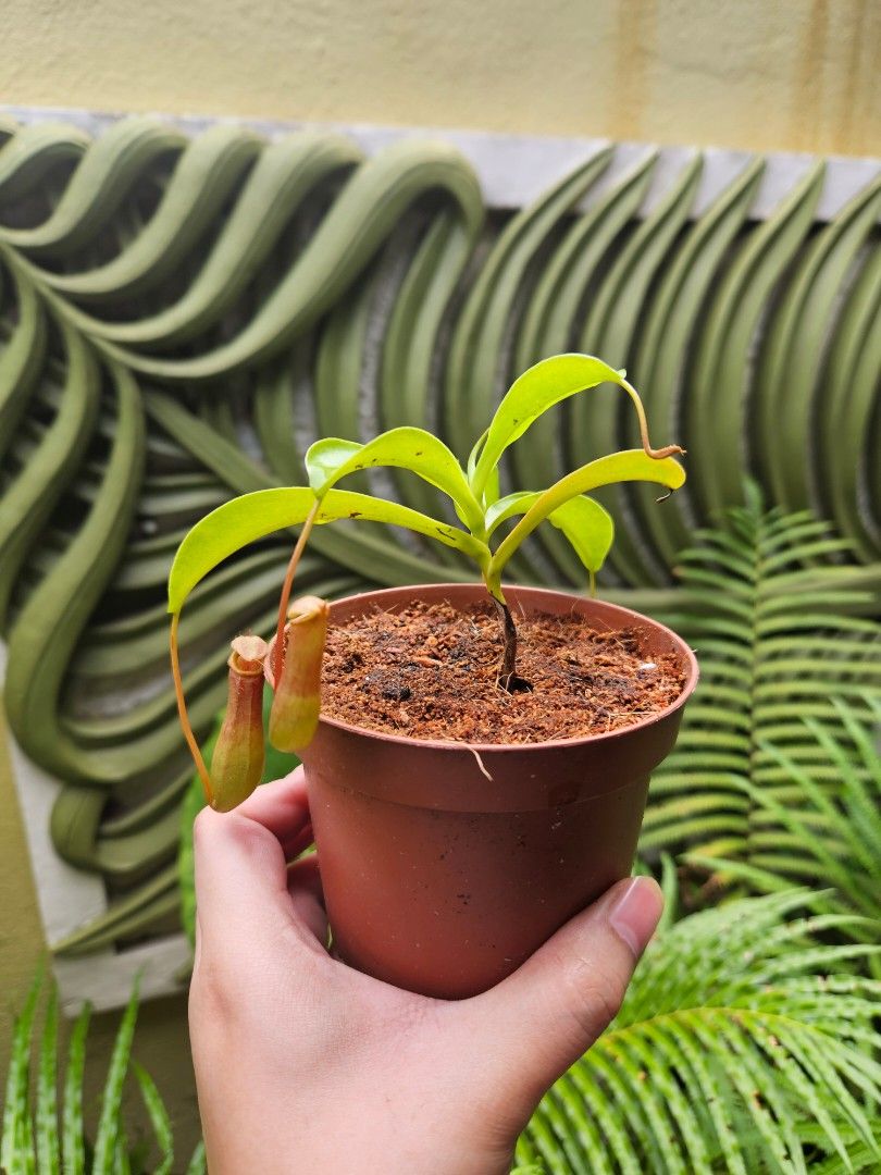 Nepenthes Ventrata Tropical Pitcher Carnivorous Plant #SeeHere ...