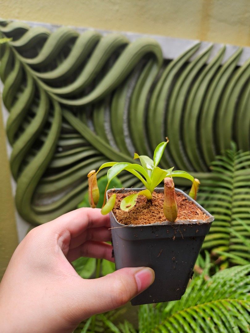 Nepenthes Ventrata Tropical Pitcher Carnivorous Plant #SeeHere ...