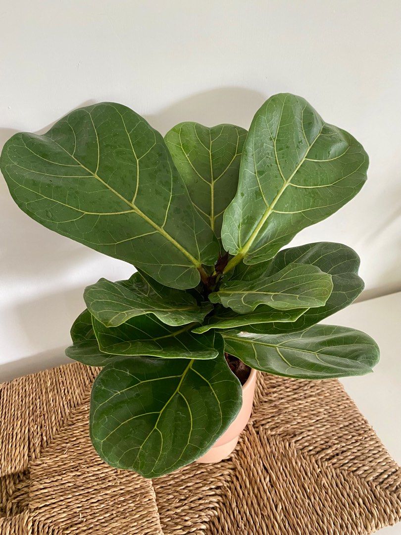 Ficus pandurata / Fiddle Leaf Fig with Pot 琴葉榕 連陶盆, 傢俬＆家居, 園藝, 植物及種子 ...