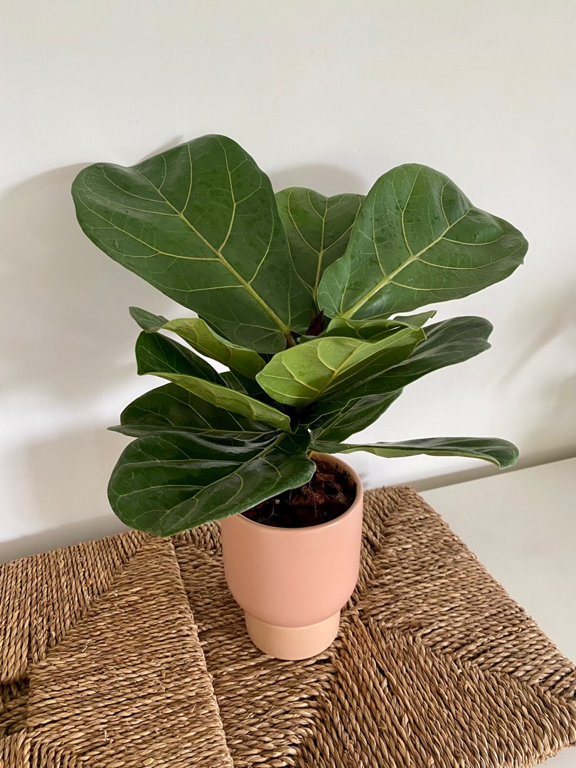 Ficus pandurata / Fiddle Leaf Fig with Pot 琴葉榕 連陶盆, 傢俬＆家居, 園藝, 植物及種子 ...