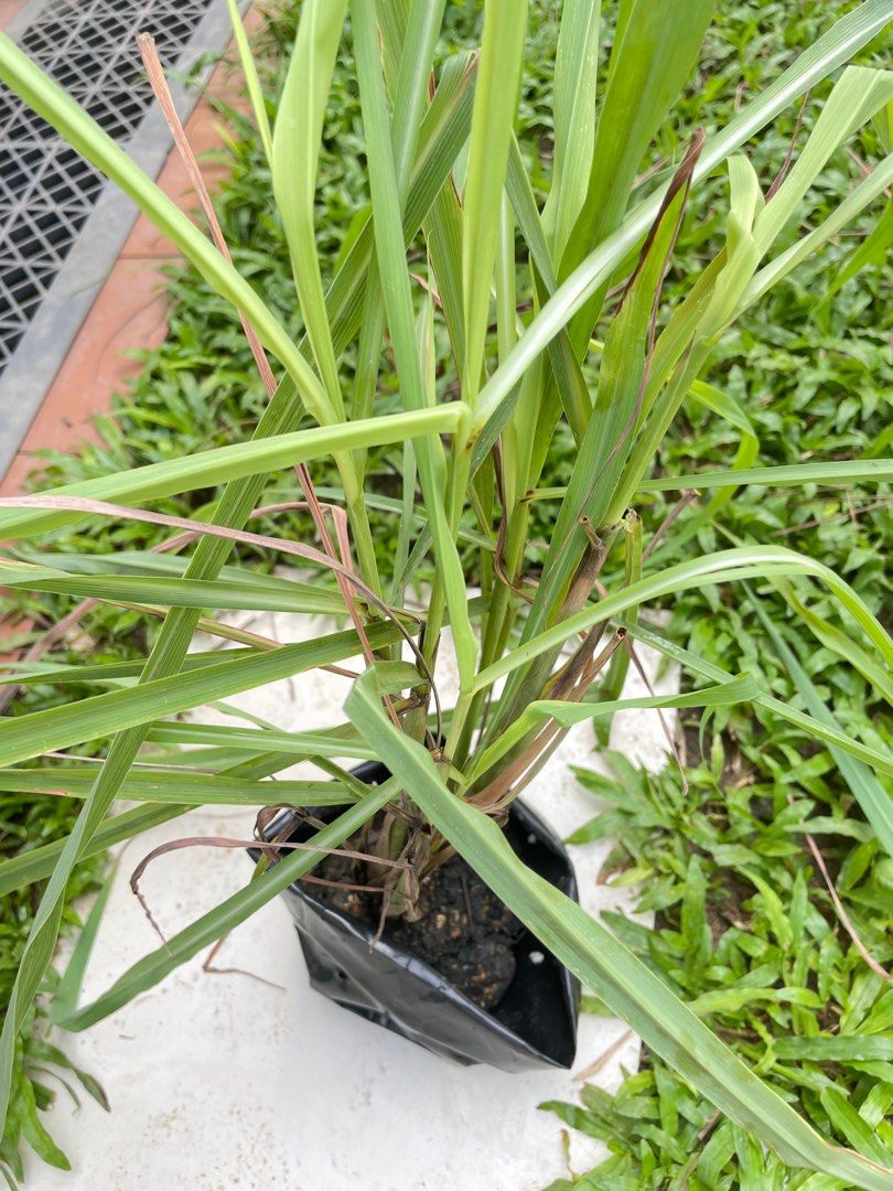 Pokok Serai Lemongrass plant, Furniture & Home Living, Gardening ...